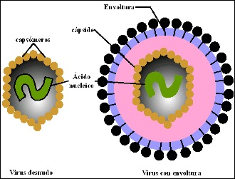 Interações : Vírus
